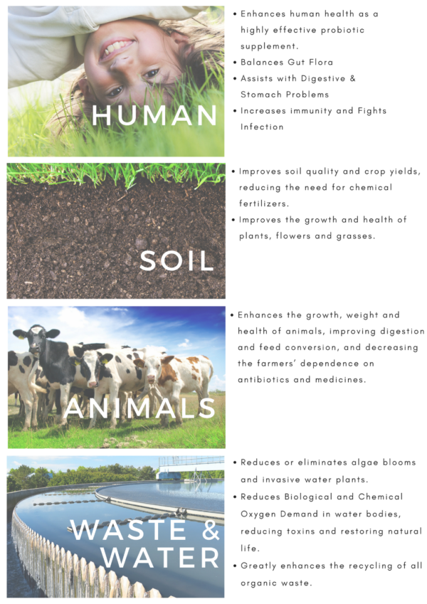 The Global Solution - Efficient Microbes could be the remedy
